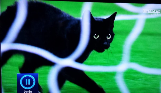 Anfield Cat Two: Halloween Feline Invades Liverpool-Man United (Video)